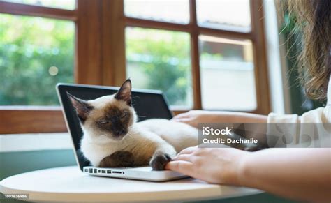 고양이와 함께 집에서 일하는 여자 고양이는 노트북 키보드에서 잠 들어 있습니다 노트북에서 일하는 보조 고양이 개념에 대한 스톡 사진 및 기타 이미지 Istock