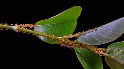 How To Get Rid Of Aphids On Melon Plants Tralum