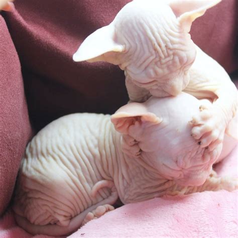 Sphynx Cats For Sale In Alabama Alaska Arizona Arkansas California