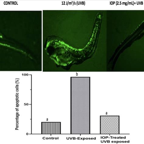 Alkaline Comet Assay Showing Distinct Comet Head And Tail After