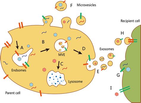 Frontiers Exosomes A Novel Strategy For Treatment And Prevention Of