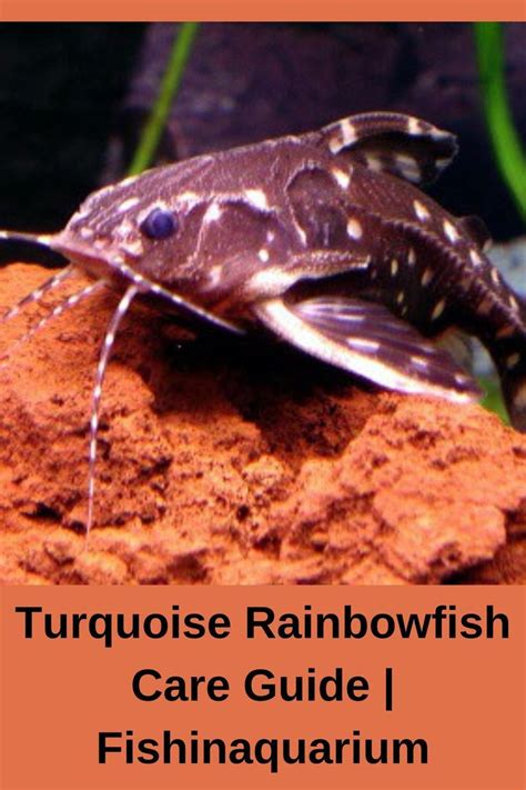 Spotted Raphael Catfish Overview Care Talking Video Artofit