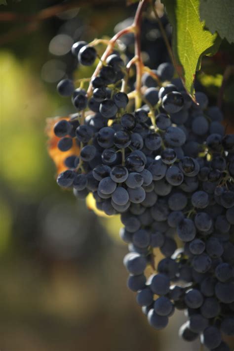 ვაზის ჯიშები Wine Kakheti