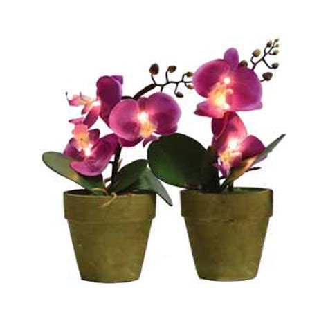 פרחים מאירים