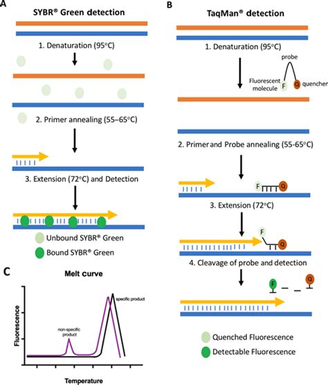 Real Time Pcr Principle
