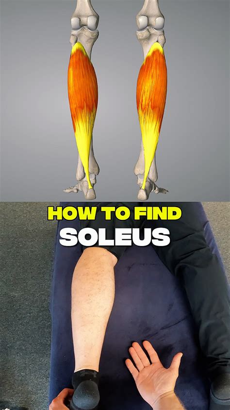 Calf Muscle Anatomy Gastrocnemius Soleus Labeled