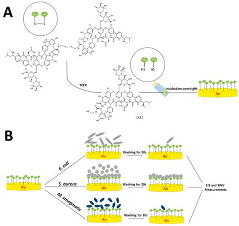 Biosensors Special Issue Dna Based Biosensors