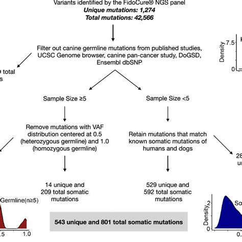Germline Somatic Mutation Discrimination Pipeline The Pipeline First