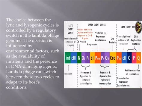 Lambda Phage Reproduction Pptx