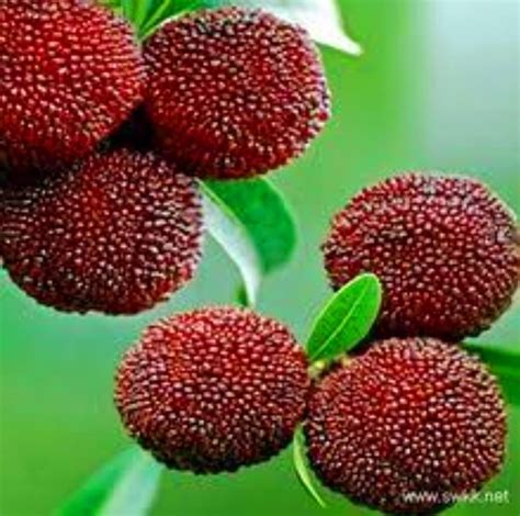 50 Seeds Bayberry Seeds Chinese Bayberry Delicious Fruits Myrica Fragrant Leaves Peavytailor