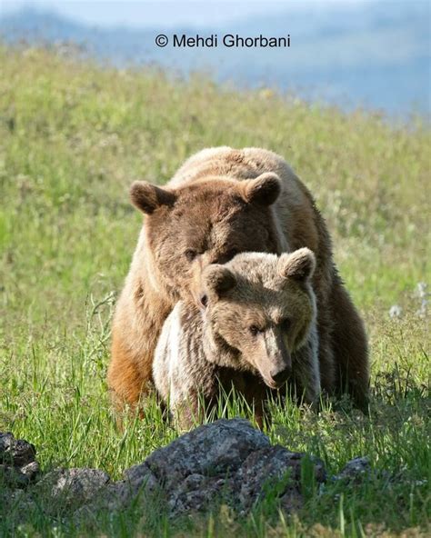 بالاترین ثبت عکس از جفت گیری خرس های قهوه ای ارتفاعات مازندران