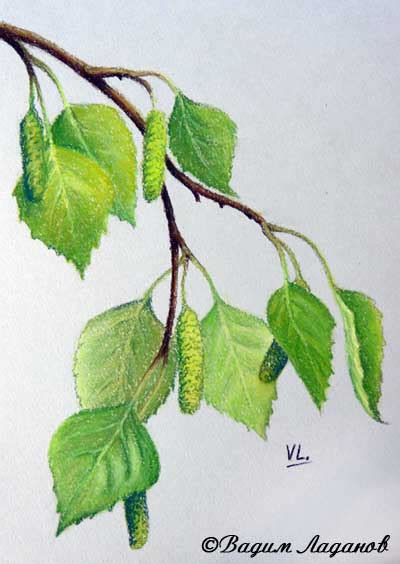 Галерея — Уроки рисования карандашами и пастелью