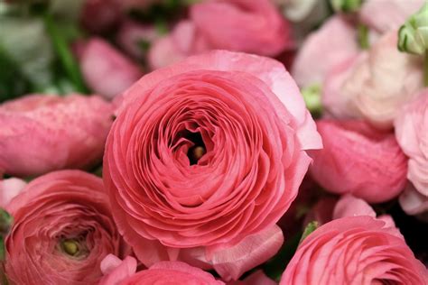 Romantic Flowers Ranunculus Flowers