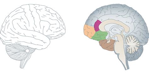 Más De 3 000 Vectores De Cerebro Humano Y Cerebro Gratis Pixabay
