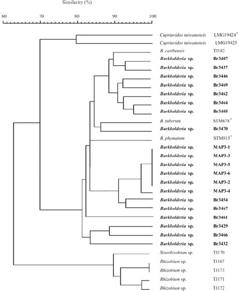 Dendrogram Derived From The Unweighted Pair Group Method Average