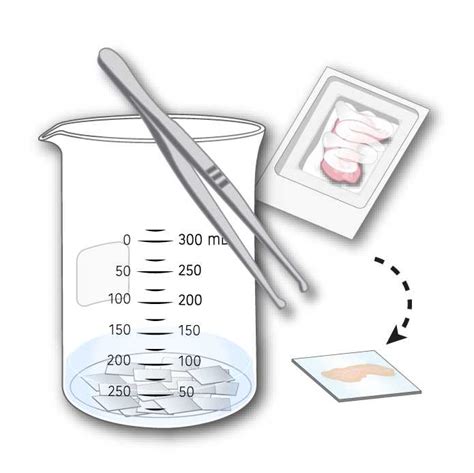 codex® multiplexed imaging tissue sectioning