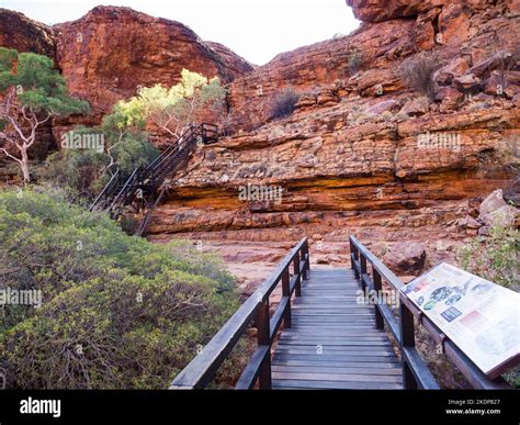 Bridge Across The Upper Canyon By Ghost Gums Corymbia Aparrerinja