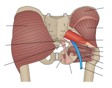 6 External Rotator Muscles Of The Hip Quiz