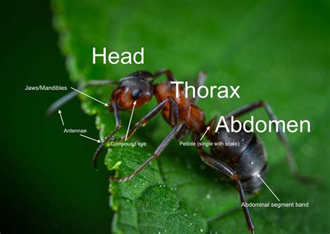 Anatomy Of An Ant Ants Anatomy Ant Insect How Tall Is An Ant A