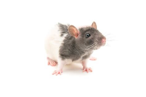 Premium Photo Cute Black And White Decorative Rat Isolated On White
