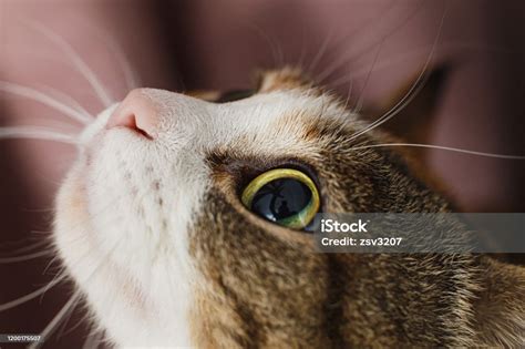 큰 아름다운 노란 눈을 가진 호기심 빨간 고양이의 클로즈업 초상화 갈고리 발톱에 대한 스톡 사진 및 기타 이미지 갈고리 발톱 고양이 새끼 고양잇과 Istock