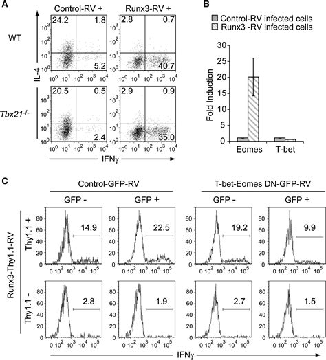 The Transcription Factor Gata3 Actively Represses Runx3 Protein