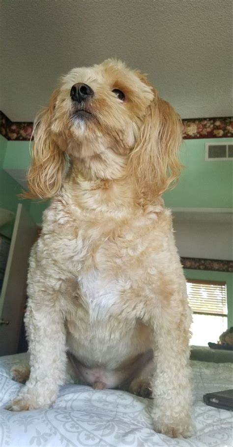 Cavapoo 2 Años 9 Meses