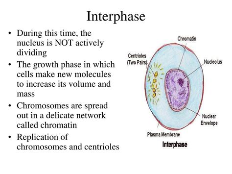 Ppt The Cell Cycle Powerpoint Presentation Free Download Id4099407