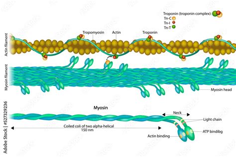 Actin Filament And Myosin Filament Structure Myosin Muscle Actin Myosin Interaction Troponin