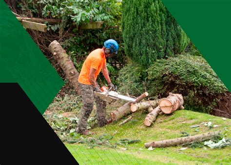 Jandj Ferrer Tree Services Jandj Ferrer Tree Services
