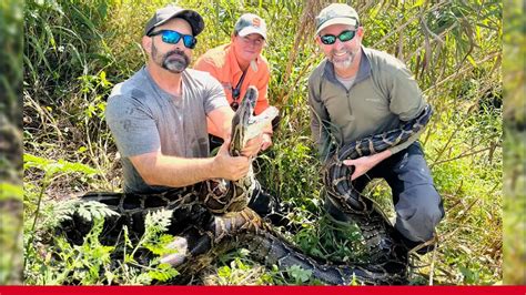 16 അടി ആഫ്രിക്കൻ ആനയുടെ ഉയരത്തേക്കാൾ നീളമുള്ള പെരുമ്പാമ്പിനെ പിടികൂടി Malayalam News