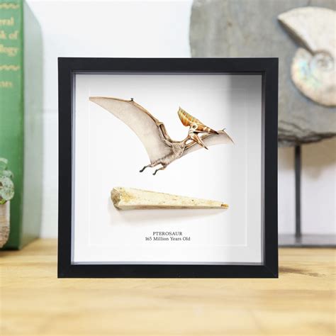 6x6 Pterosaur Beak Fossil And Watercolour Illustration Museum Quality Frame Real Authentic