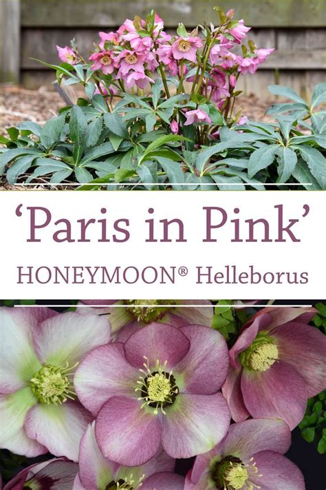 Helleborus Honeymoon® Paris In Pink Lenten Rose Organic Soil