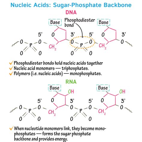 Nucleoside Vs Nucleotide Difference And Comparison Diffen Review Of
