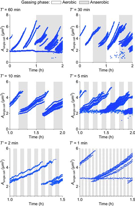 Creating Rapid Oxygen Oscillations In Microbial Single Cell Growth