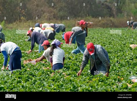Mexican American Immigrant Migrant Workers Pick Strawberries In A Plant
