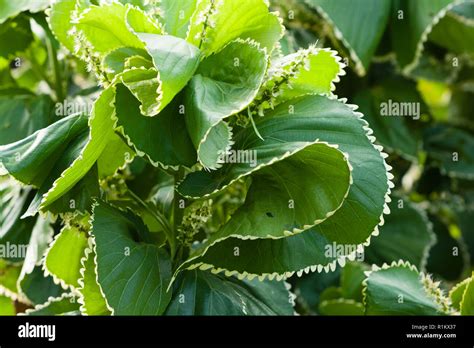 Copperleaf Acalypha Wilkesiana Aka Jacobs Coat Green With White
