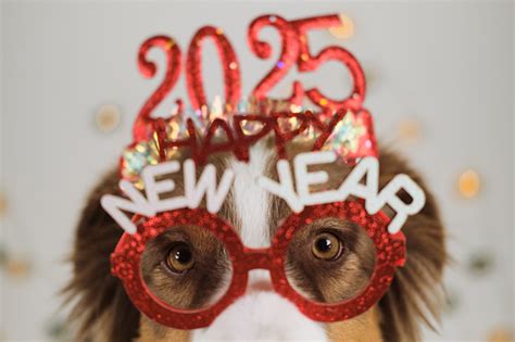 브라운 오스트레일리안 셰퍼드 호주인은 숫자 2025가 새겨진 빨간 머리띠를 착용하고 새해 복 많이 받으세요라는 문구가 새겨진 안경을 착용합니다 강아지와 함께 인사말 카드
