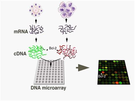Dna Microarray