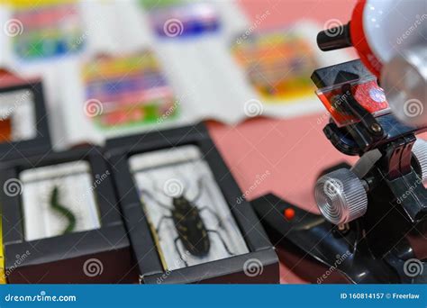 Microscope With Several Insect Specimens And Sample Slices Stock Image
