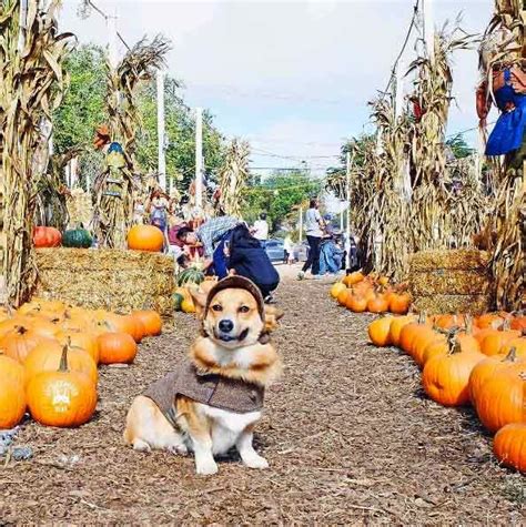 Clancy Dog Friends Pumpkin Patch Friendly