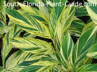 Shade Landscaping For South Florida