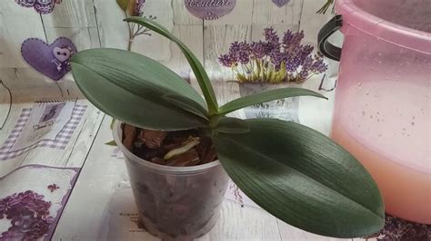 Дегтярное мыло для орхидей. Слабонервным не смотреть. | Орхидеи ...