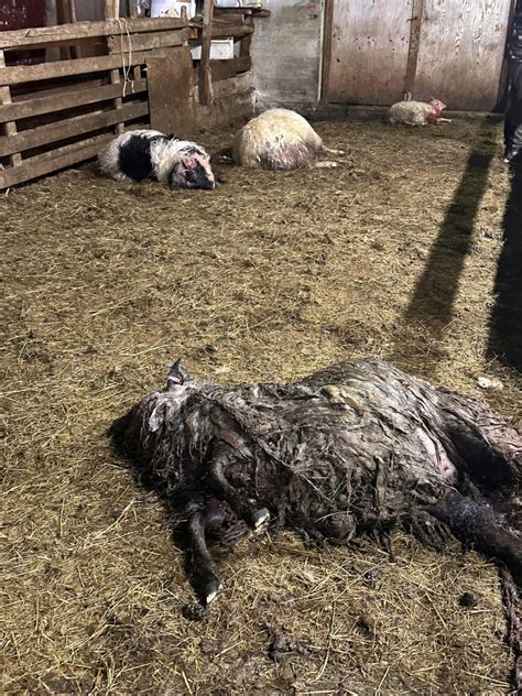 Hundar Drepi A Minnsta Kosti Sex Kindur Rv Ntingarfull Leit Stendur Yfir Dv