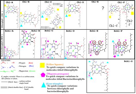 Bacteriology Difference Between Bacterial Chlorophylls Biology