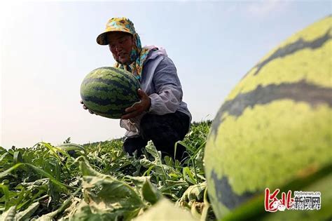 滦南万亩西瓜收获忙 澎湃号政务 澎湃新闻 The Paper