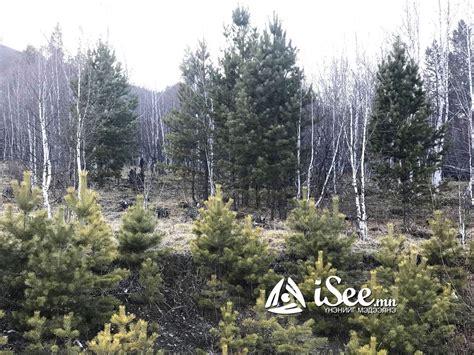 ВИДЕО Монгол орны ой онцгой анхаарал хандуулах хэмжээнд очсон Iseemn