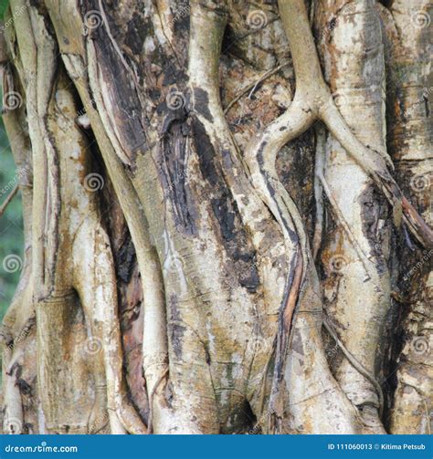 Big Tree Root Texture As Background Stock Image Image Of Wallpaper