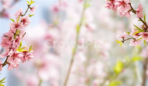 봄꽃 자연 핑크 봄 벚꽃 사진이미지일러스트캘리그라피 채이작가