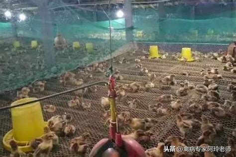 養雞技術抓好育雛的核心養雞掙錢更輕鬆 每日頭條